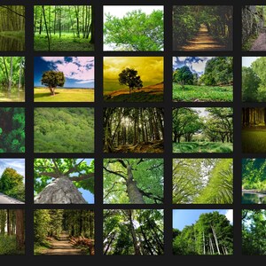 200 TREES PHOTOSHOP OVERLAYS, Digital Textures, Backgrounds, Backdrops ...