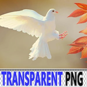100 DOVES TRANSPARENT PNG Photoshop Overlays, Png Animals, Png Wildlife ...