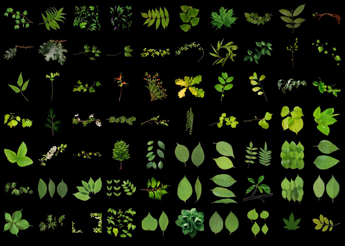 500 Leaves & Branches Photo Overlays: Transparent PNG (digital Download ...