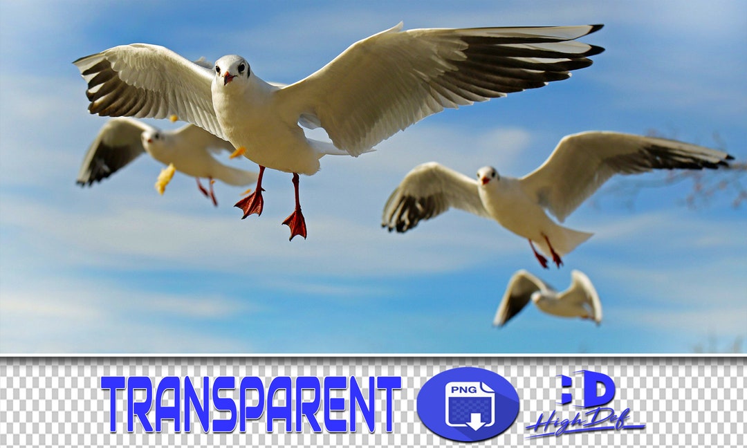 100 SEAGULLS TRANSPARENT PNG Photoshop Overlays, Png Animals, Png ...