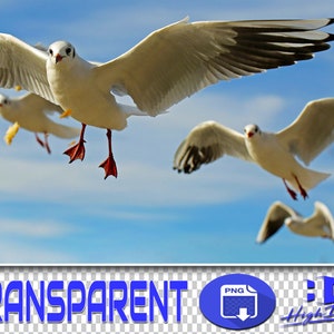 100 SEAGULLS TRANSPARENT PNG Photoshop Overlays, Png Animals, Png ...
