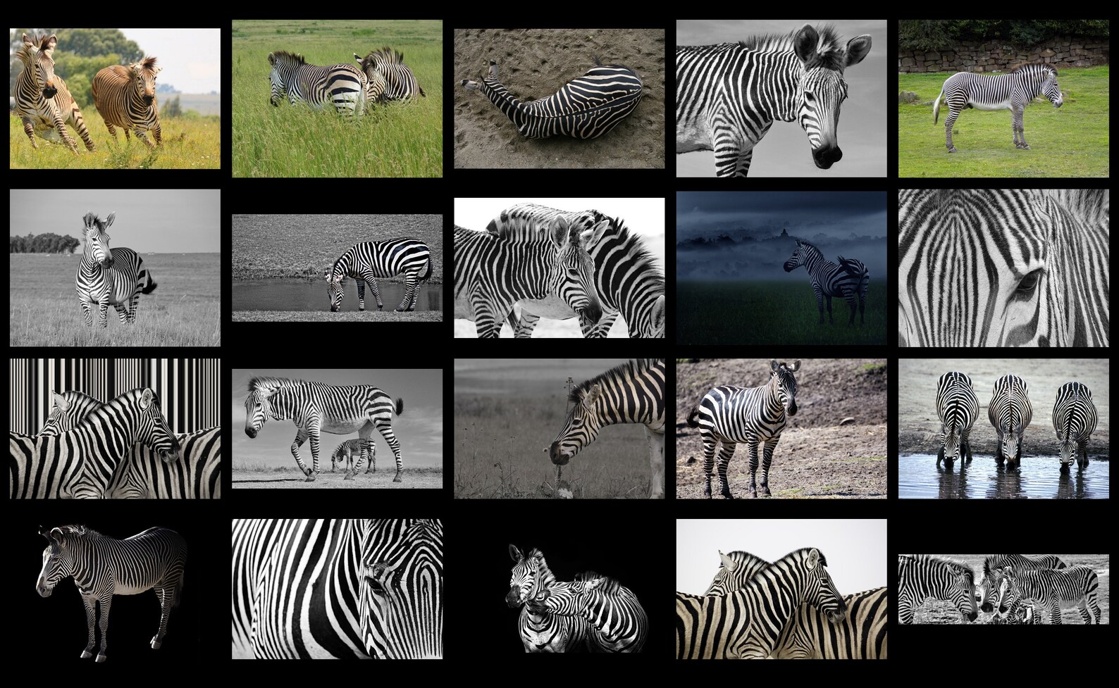 100 ZEBRA WILDLIFE DIGITAL Animals Photography Photoshop | Etsy