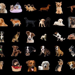 300 DOGS TRANSPARENT PNG Photoshop Overlays, Png Animals, Png Wildlife ...