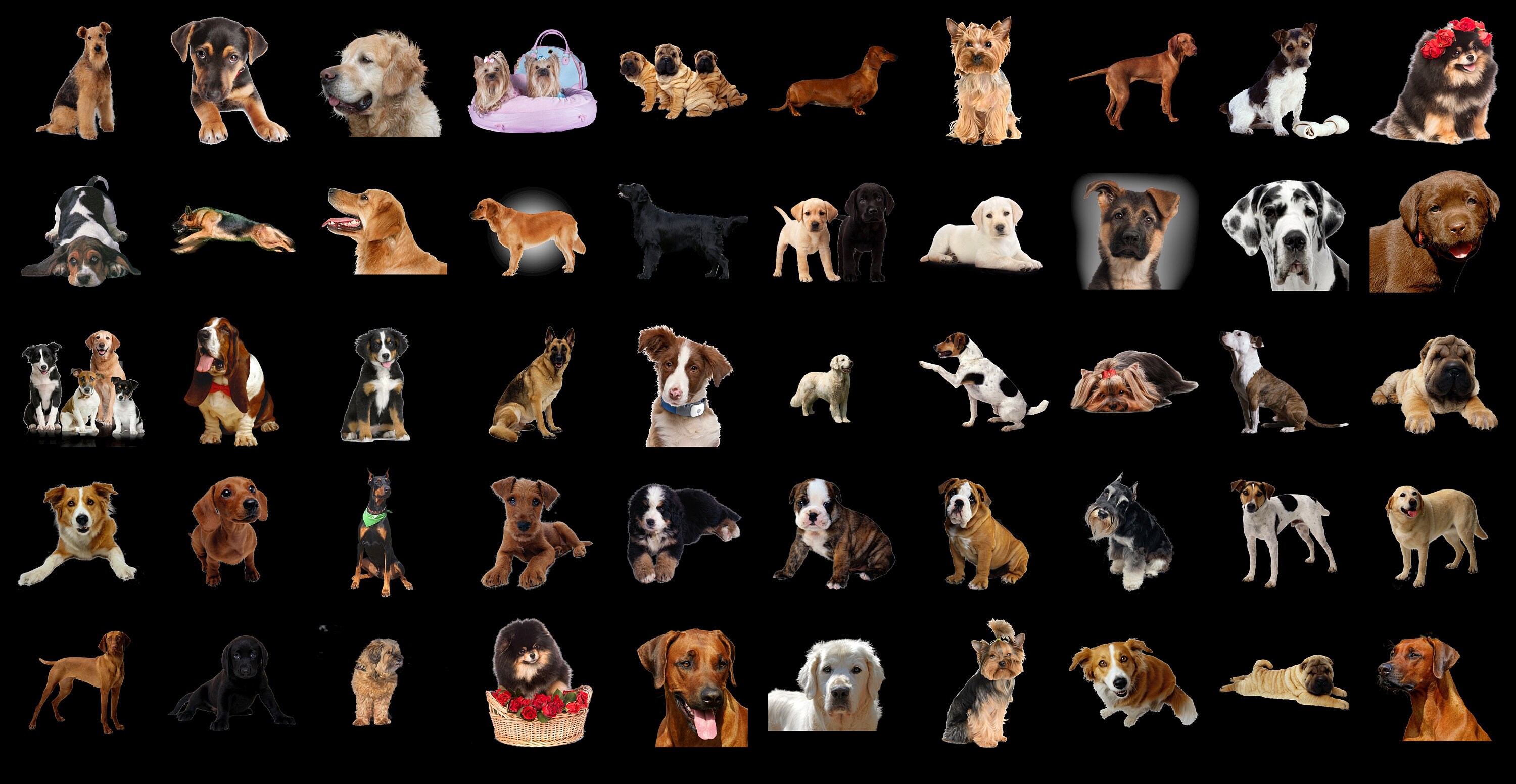 300 Dogs PNG Overlays: Transparent Puppy Clipart (digital Download) - Etsy