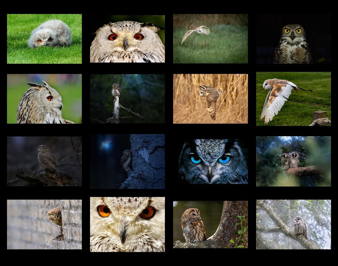 100 Owl Wildlife Photography Overlays: Digital Art Graphics (digital ...