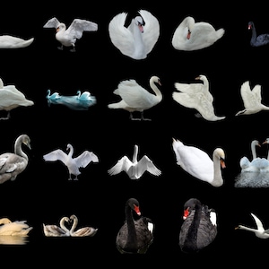 100 SWANS TRANSPARENT PNG Photoshop Overlays, Png Animals, Png Wildlife ...