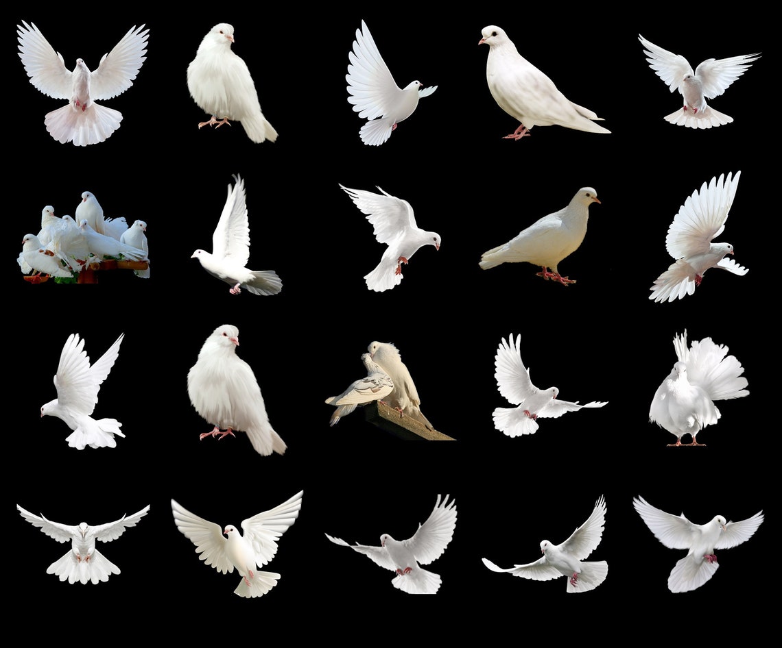 100 DOVES TRANSPARENT PNG Photoshop Overlays Doves Png Doves - Etsy