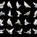 100 DOVES TRANSPARENT PNG Photoshop Overlays, Png Animals, Png Wildlife ...