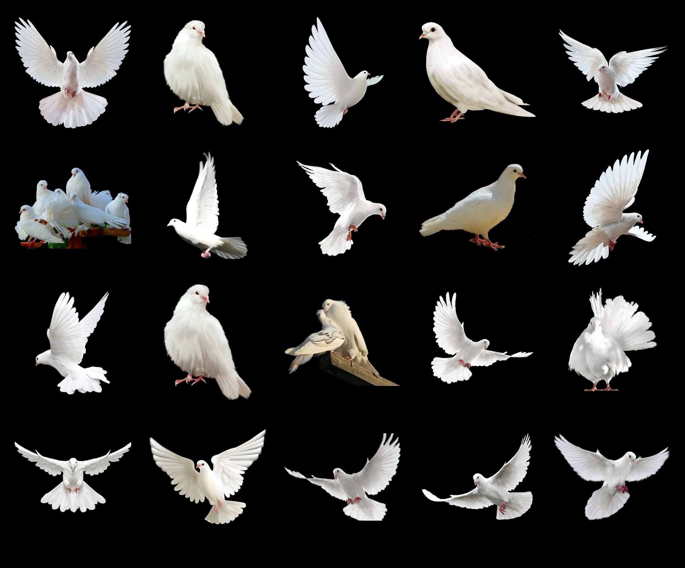 100 DOVES TRANSPARENT PNG Photoshop Overlays Doves Png Doves - Etsy