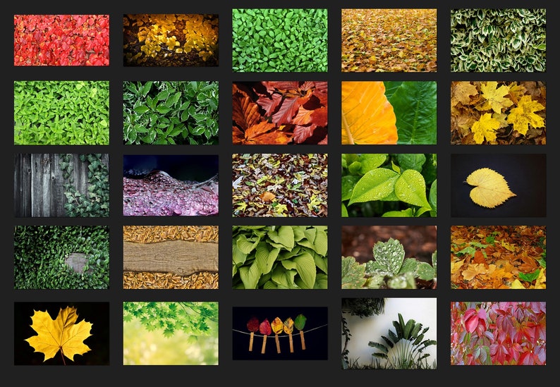 200 LEAVES PHOTOSHOP OVERLAYS Digital Textures Backgrounds - Etsy