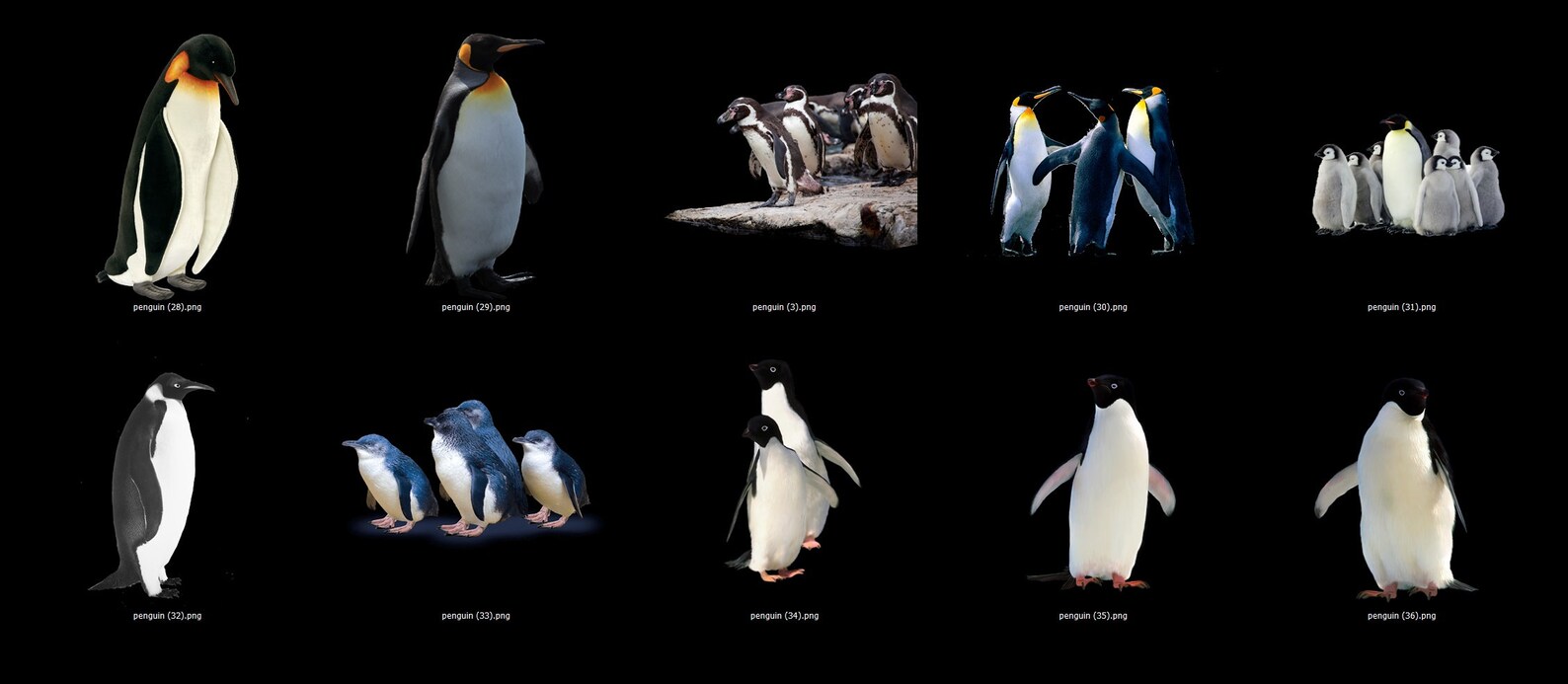 60 PENGUINS TRANSPARENT PNG Photoshop Overlays Penguins Png - Etsy