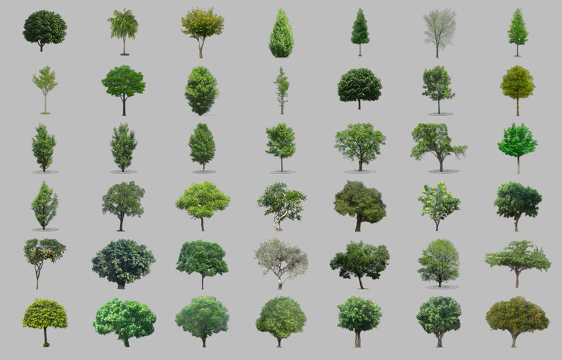 Forest Path Digital Backdrop/Background Layered PSD with Grass Overlay ...