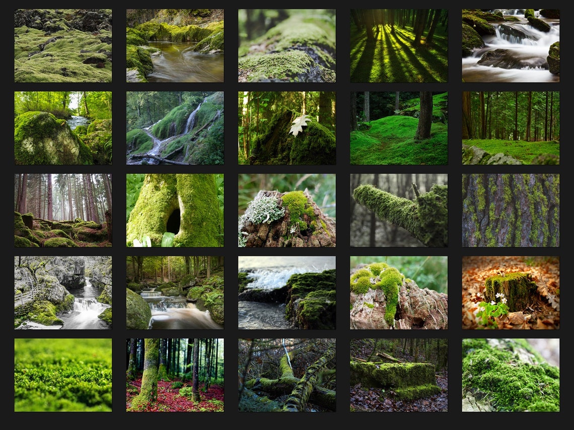 200 Moss Photoshop Overlays: Forest Textures, Backgrounds (digital ...