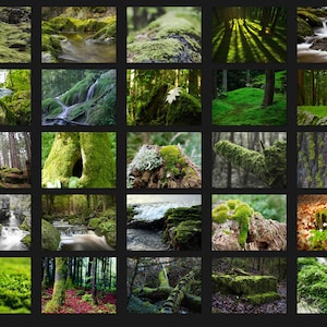 200 Moss Photoshop Overlays: Forest Textures, Backgrounds (digital ...