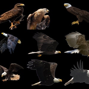 100 EAGLE WILDLIFE DIGITAL Animals Photography, Photoshop Overlays ...