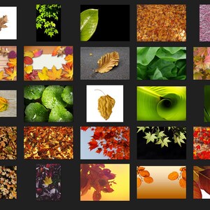 200 LEAVES PHOTOSHOP OVERLAYS, Digital Textures, Backgrounds, Backdrops ...