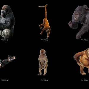 80 MONKEYS TRANSPARENT PNG Photoshop Overlays, Png Animals, Png ...
