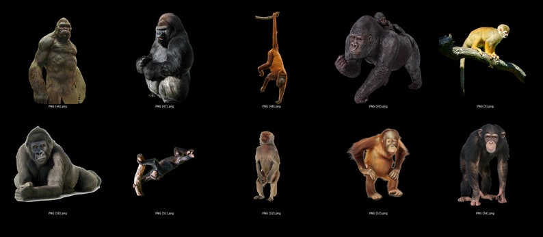 80 MONKEYS TRANSPARENT PNG Photoshop Overlays Monkeys Png - Etsy