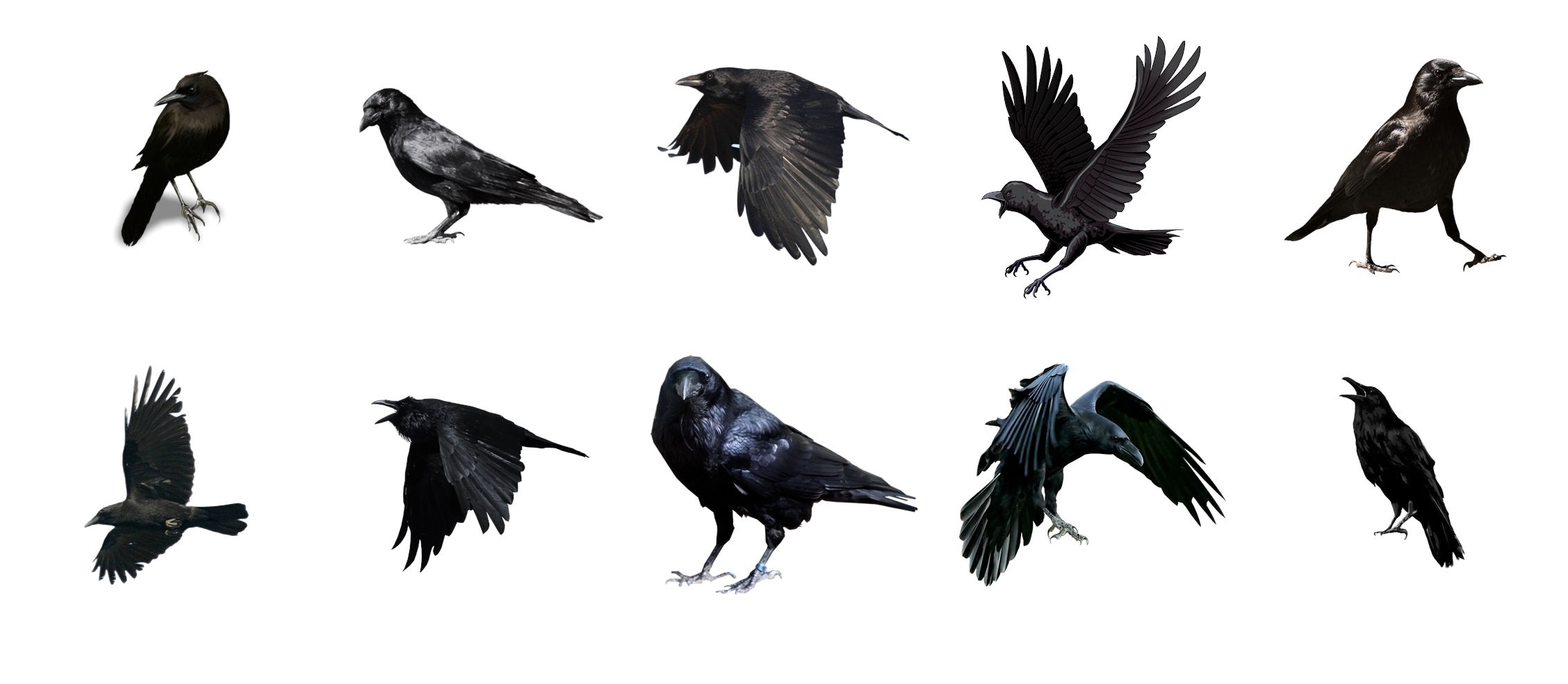 50 CROW TRANSPARENT PNG Photoshop Overlays Crow Png Crow - Etsy
