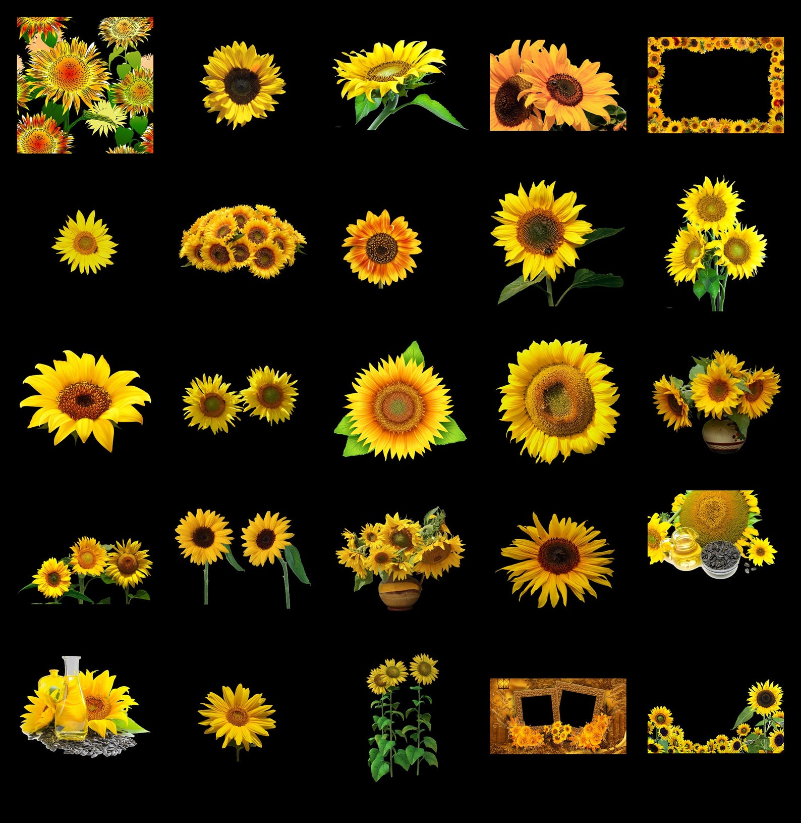 200 Sunflower Transparent PNG Overlays: Photoshop Files (digital ...