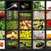 200 Vegetables Photoshop Overlays, Digital Textures, Backgrounds ...
