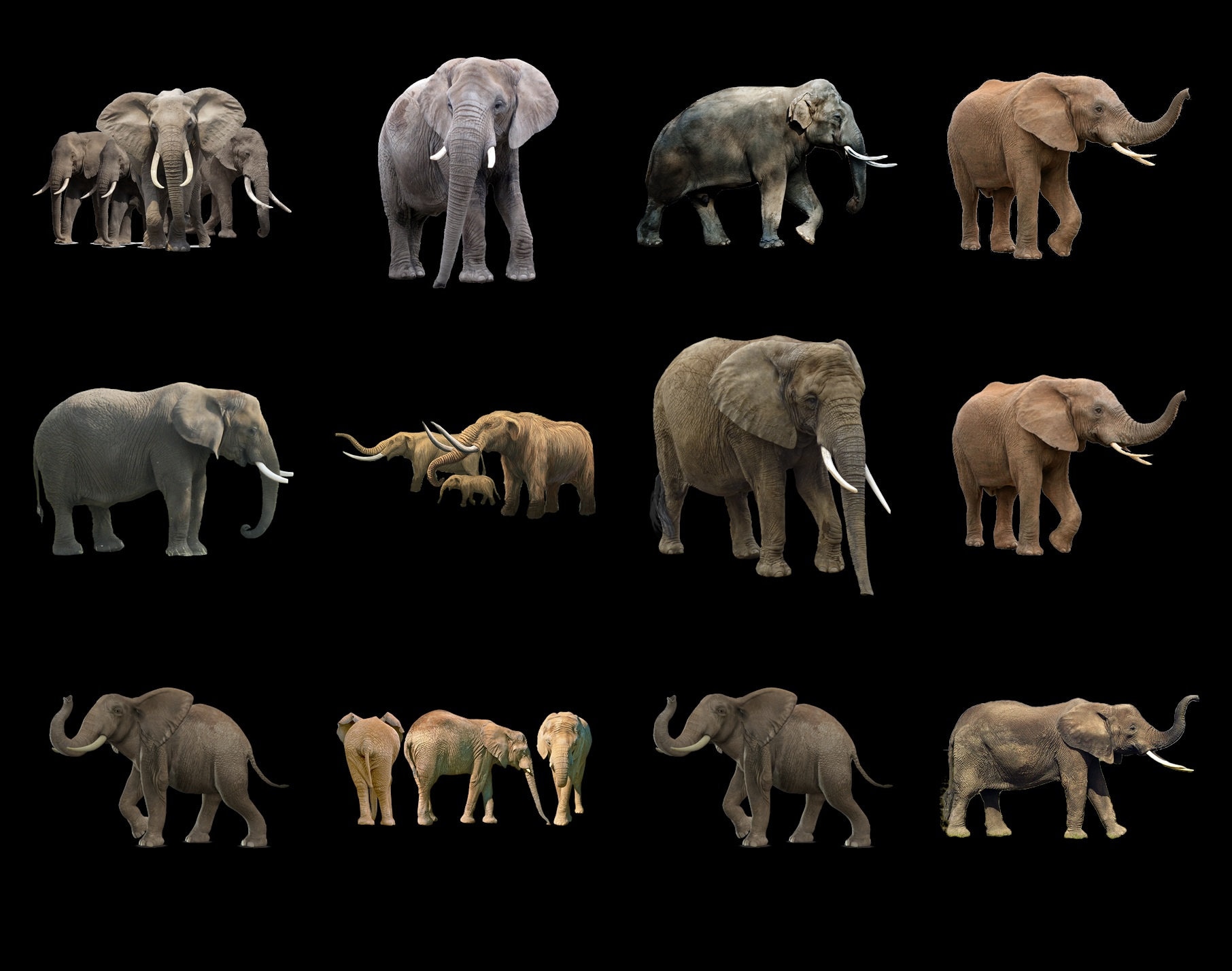 60 ELEPHANTS TRANSPARENT PNG Photoshop Overlays Elephants - Etsy