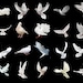 100 DOVES TRANSPARENT PNG Photoshop Overlays, Png Animals, Png Wildlife ...