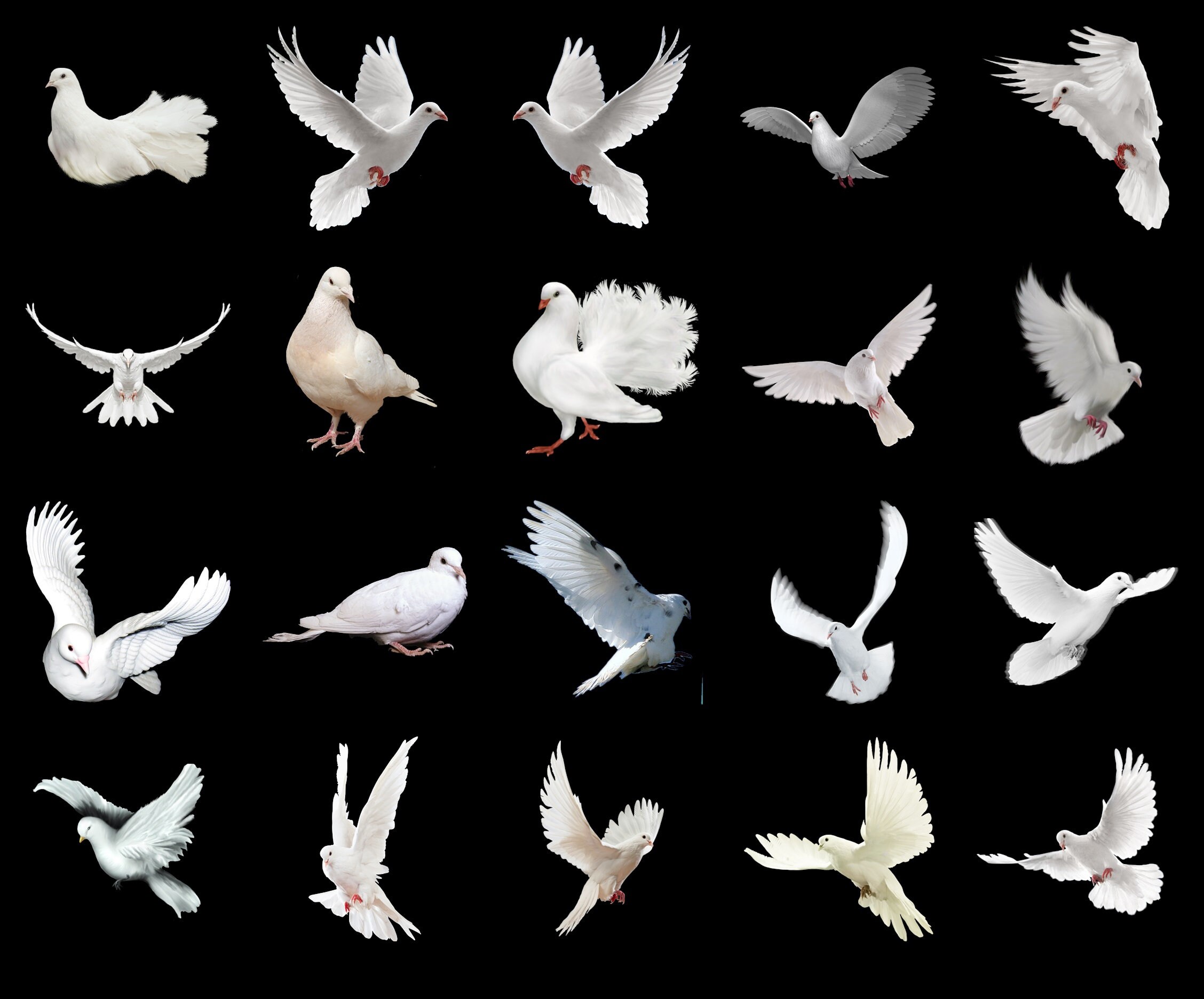 100 DOVES TRANSPARENT PNG Photoshop Overlays Doves Png Doves - Etsy