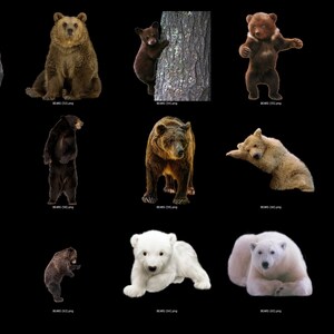 100 BEARS TRANSPARENT PNG Photoshop Overlays, Png Animals, Png Wildlife ...