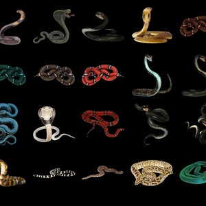 100 SNAKES TRANSPARENT PNG Photoshop Overlays, Png Animals, Png ...