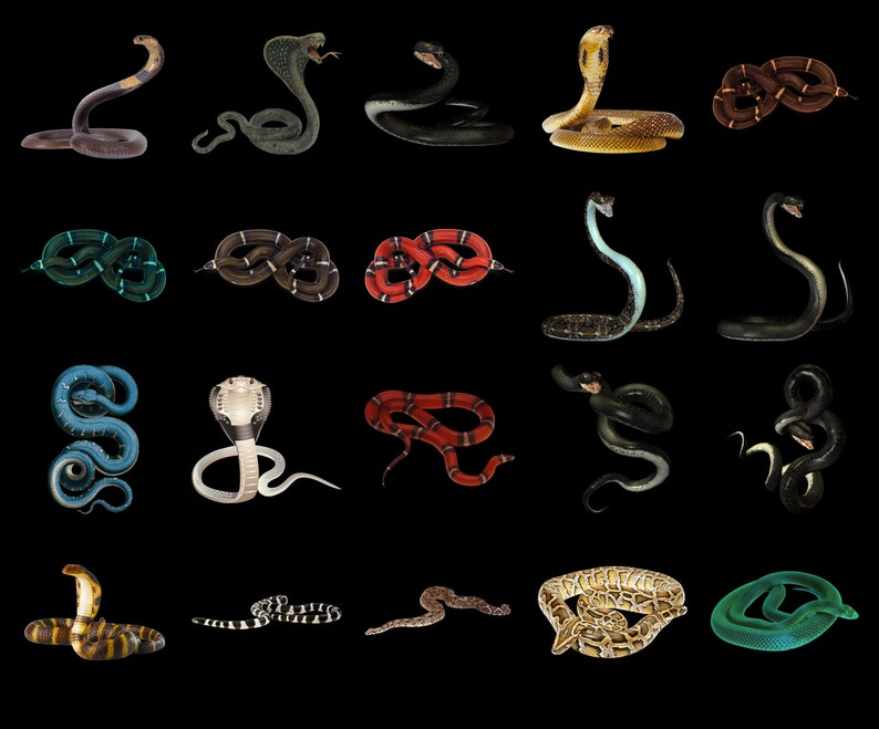 100 SNAKES TRANSPARENT PNG Photoshop Overlays Snakes Png - Etsy