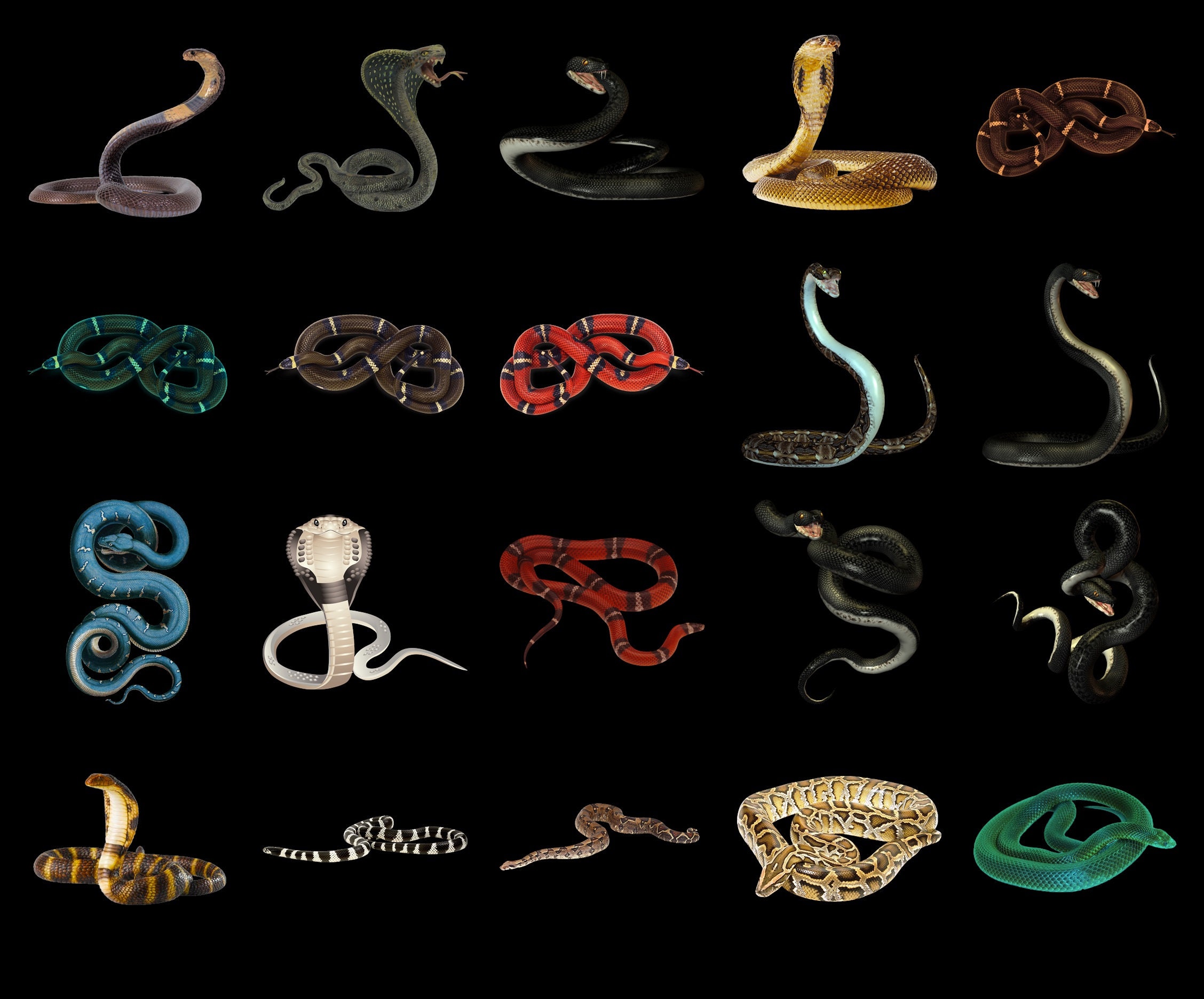 100 SNAKES TRANSPARENT PNG Photoshop Overlays Snakes Png - Etsy