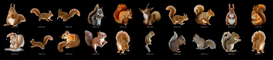 100 SQUIRRELS TRANSPARENT PNG Photoshop Overlays Squirrel - Etsy