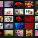 200 Red Roses Photoshop Overlays: HD Textures, Backgrounds (digital ...