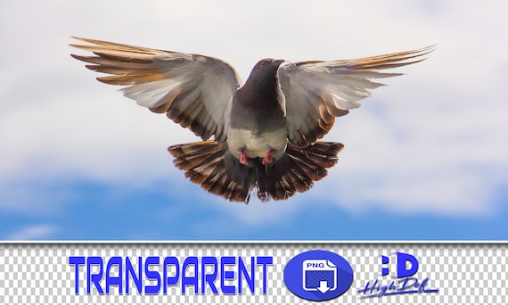 Duif Png Transparante Achtergrond