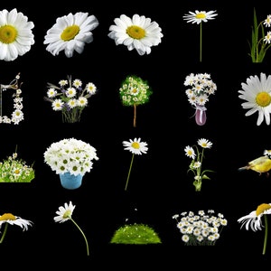 100 DAISIES TRANSPARENT PNG Photoshop Overlays, Png Files, Daisies Png ...