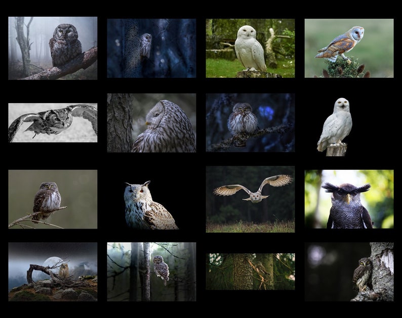 100 OWL WILDLIFE DIGITAL Animals Photography Photoshop - Etsy