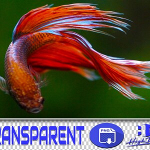 300 FISHES TRANSPARENT PNG Photoshop Overlays, Png Animals, Png ...