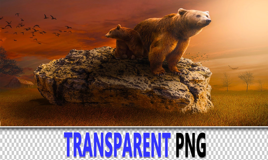 100 BEARS TRANSPARENT PNG Photoshop Overlays, Png Animals, Png Wildlife ...