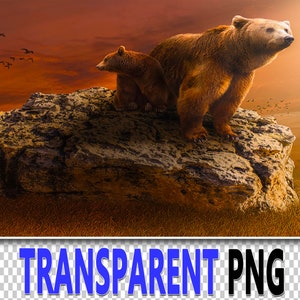 100 BEARS TRANSPARENT PNG Photoshop Overlays, Png Animals, Png Wildlife ...