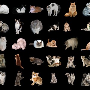 300 CATS TRANSPARENT PNG Photoshop Overlays, Png Animals, Png Wildlife ...