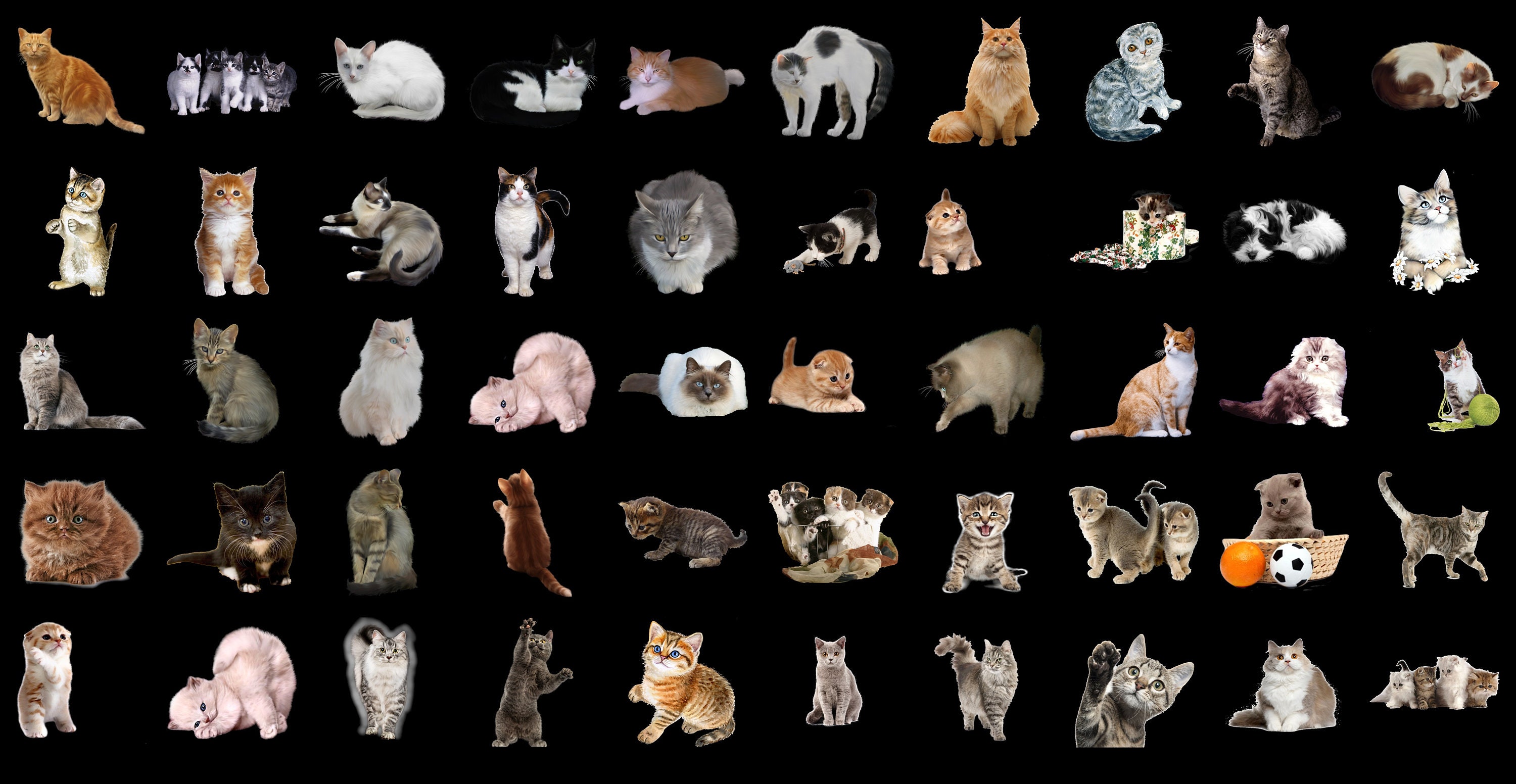 300 CATS TRANSPARENT PNG Photoshop Overlays Cats Png Cats - Etsy
