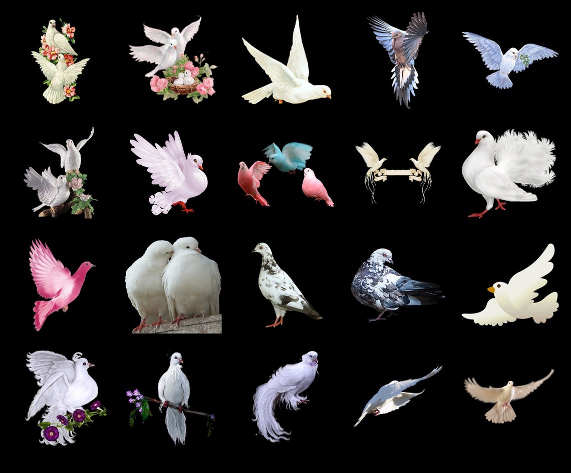 100 PIGEONS TRANSPARENT PNG Photoshop Overlays Pigeon Png - Etsy