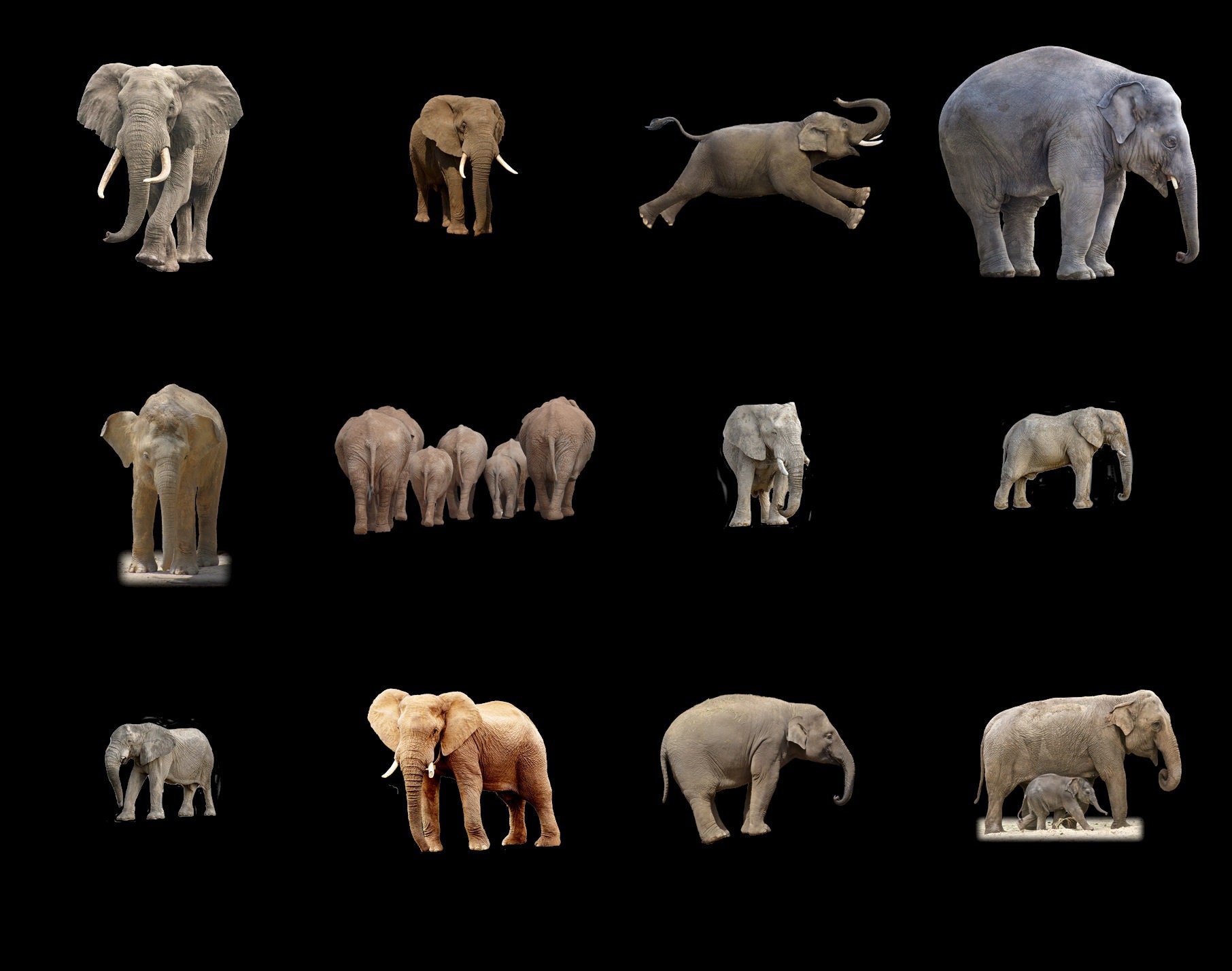 60 ELEPHANTS TRANSPARENT PNG Photoshop Overlays Elephants - Etsy
