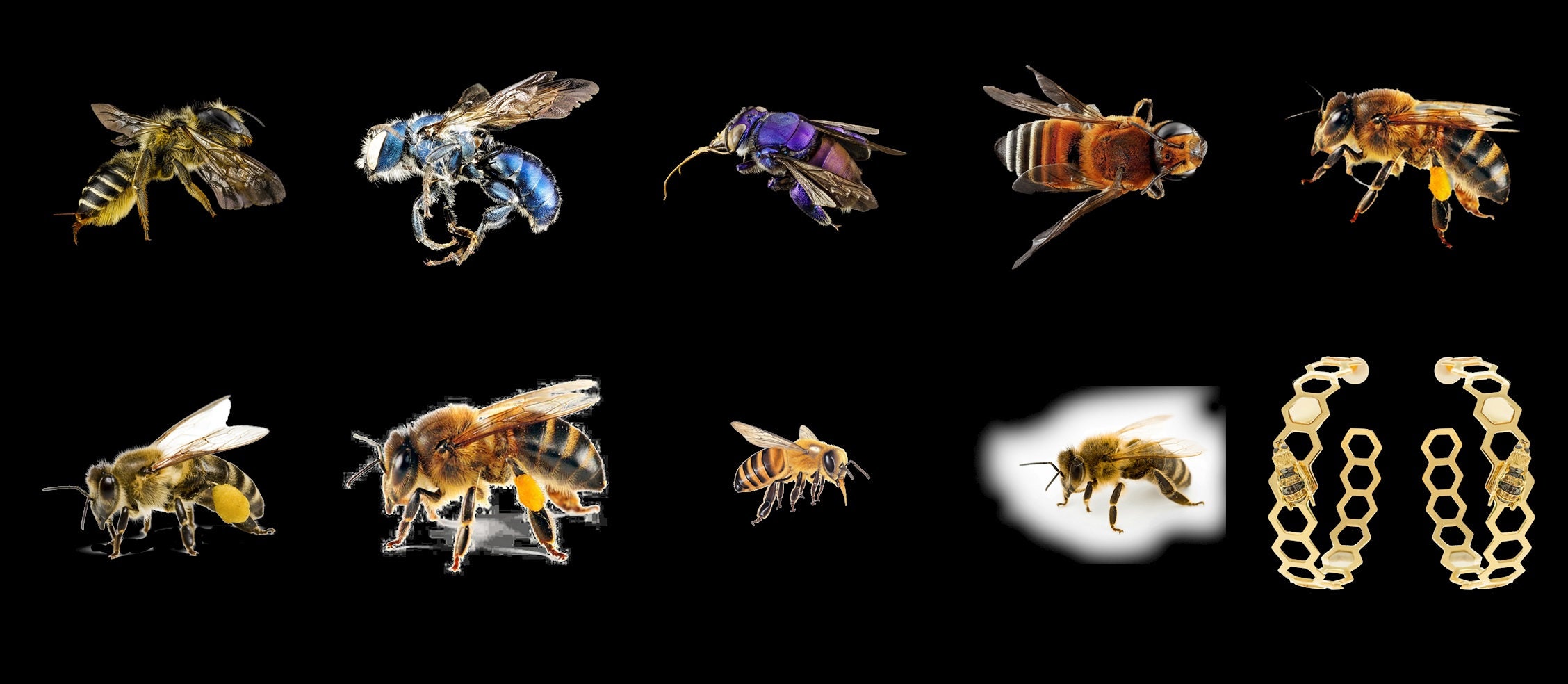 50 BEES TRANSPARENT PNG Photoshop Overlays Bees Png Bees - Etsy