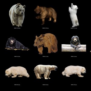 100 BEARS TRANSPARENT PNG Photoshop Overlays, Png Animals, Png Wildlife ...