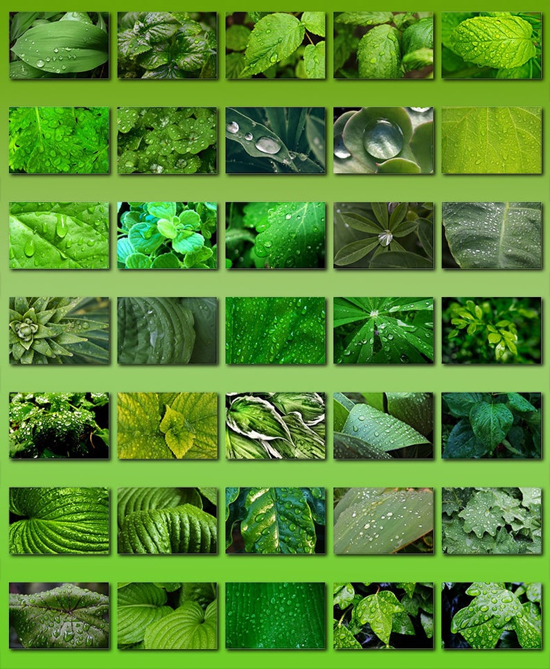 60 Green Leaves Textures & Backgrounds Leaves Overlays - Etsy
