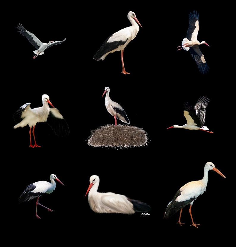 50 Storks PNG Overlays: Transparent Flying Birds (digital Download ...