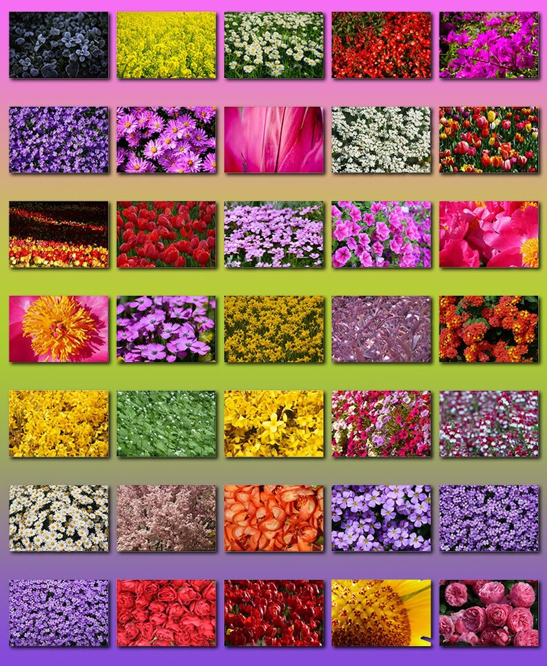 100 Flower Textures & Backgrounds Flower Photoshop Overlays | Etsy