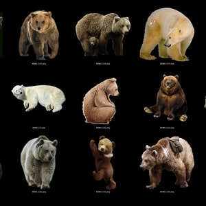 100 BEARS TRANSPARENT PNG Photoshop Overlays, Png Animals, Png Wildlife ...